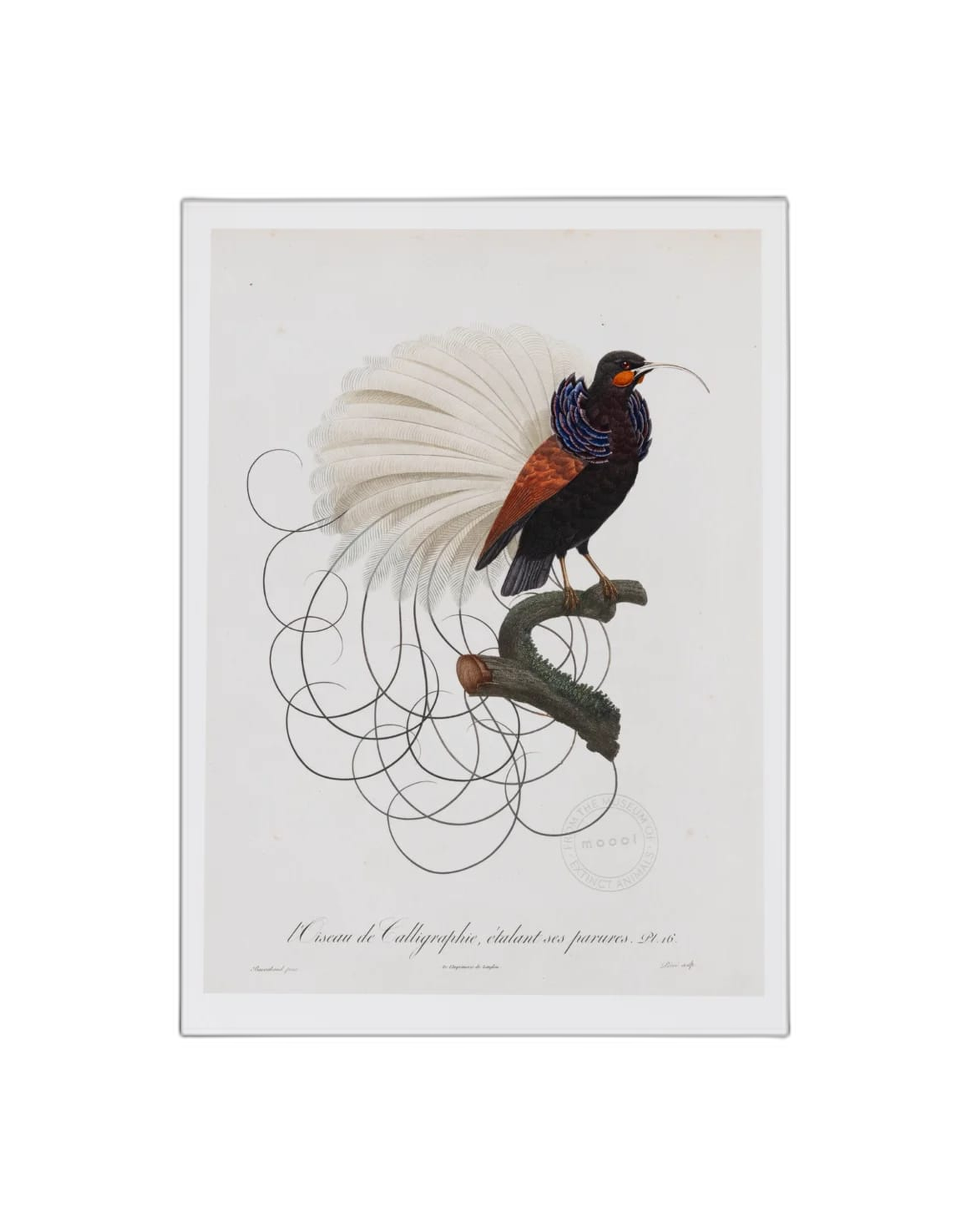 Extinct Animals Print Calligraphy Bird